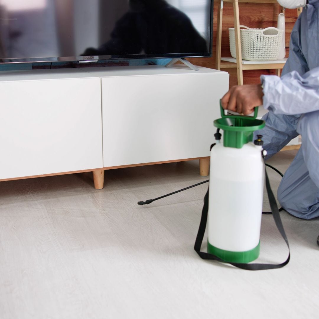 Pest Control in Auckland for Homes & Businesses | Total Cleaning NZ